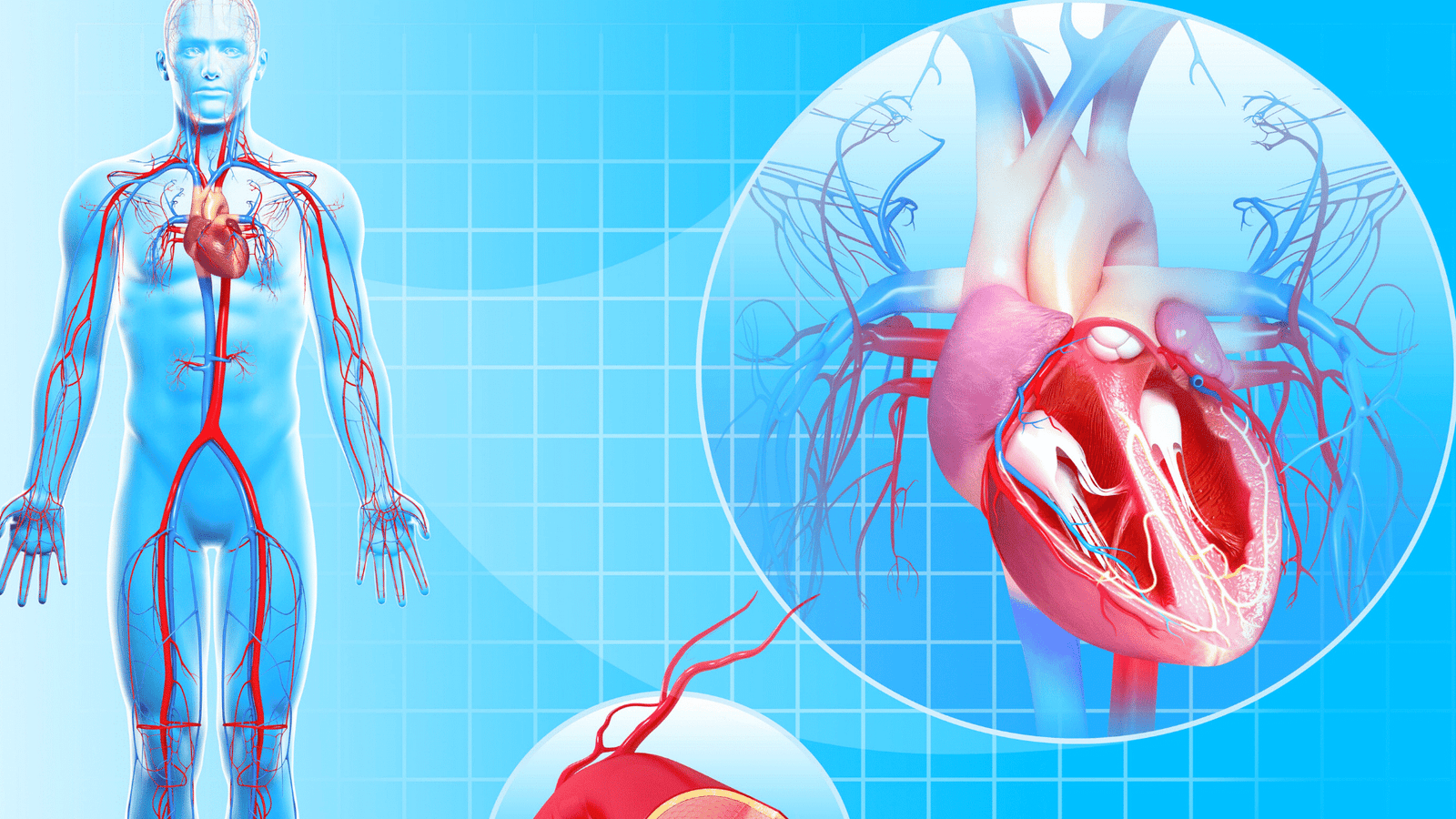 Improve Your Circulation With PEMF Therapy PEMF PLANET